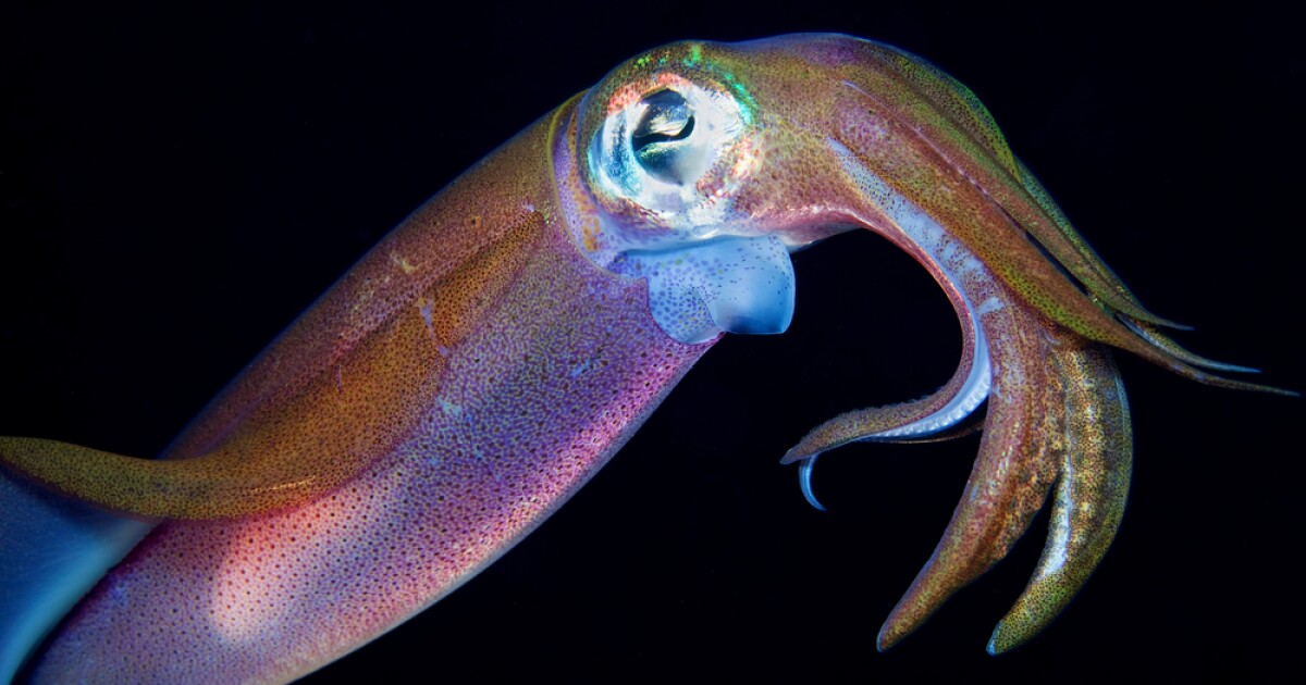 squid colour change