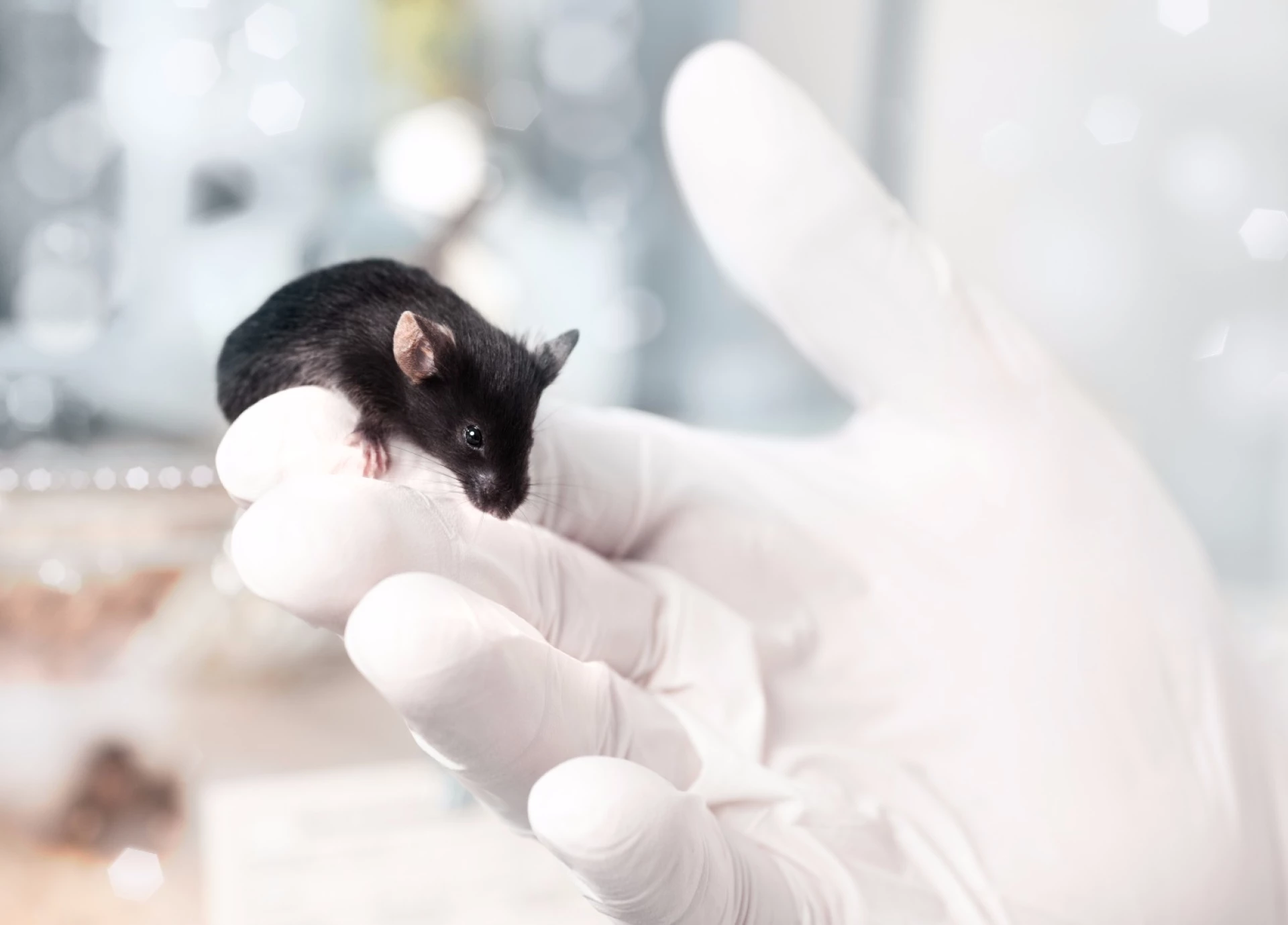 Clearing out damaged cells in mice extends lifespan by up to 35 percent