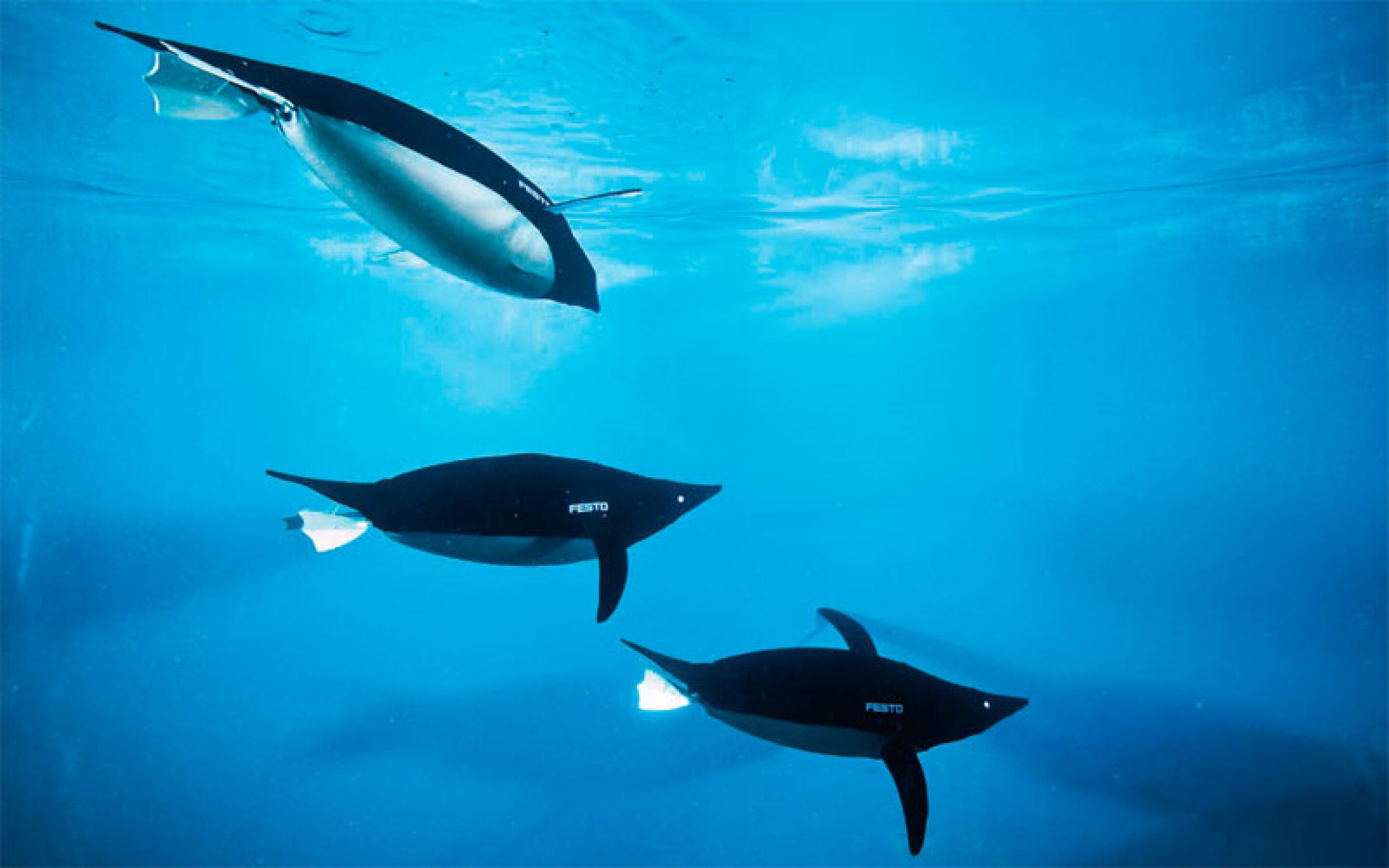 Bionic penguins fly through water … and air