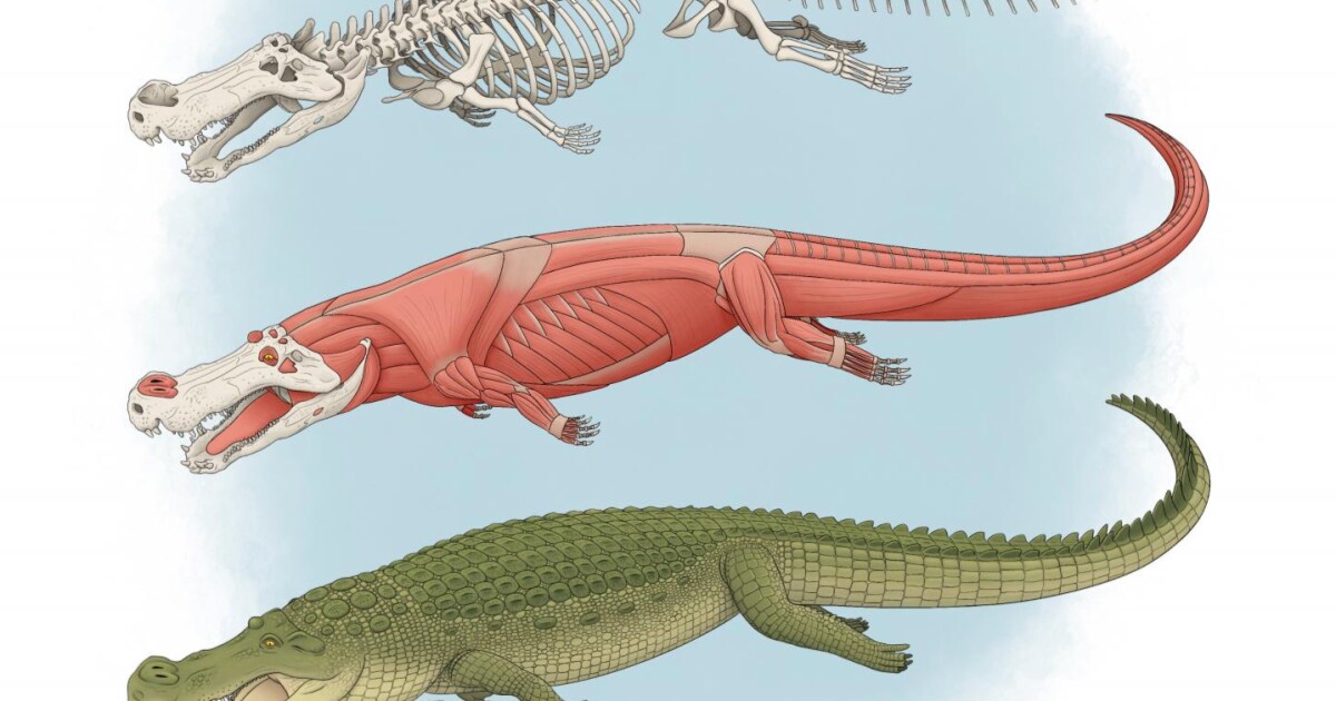 Giant prehistoric croc likely dined on dinosaurs