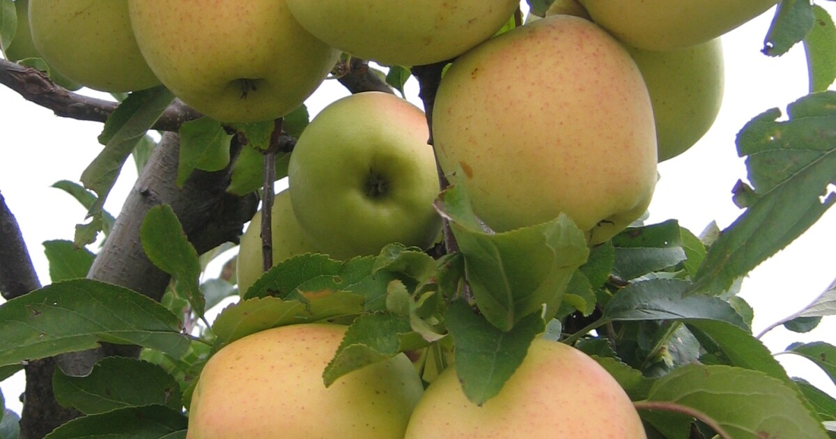 Scientists sequence apple genome