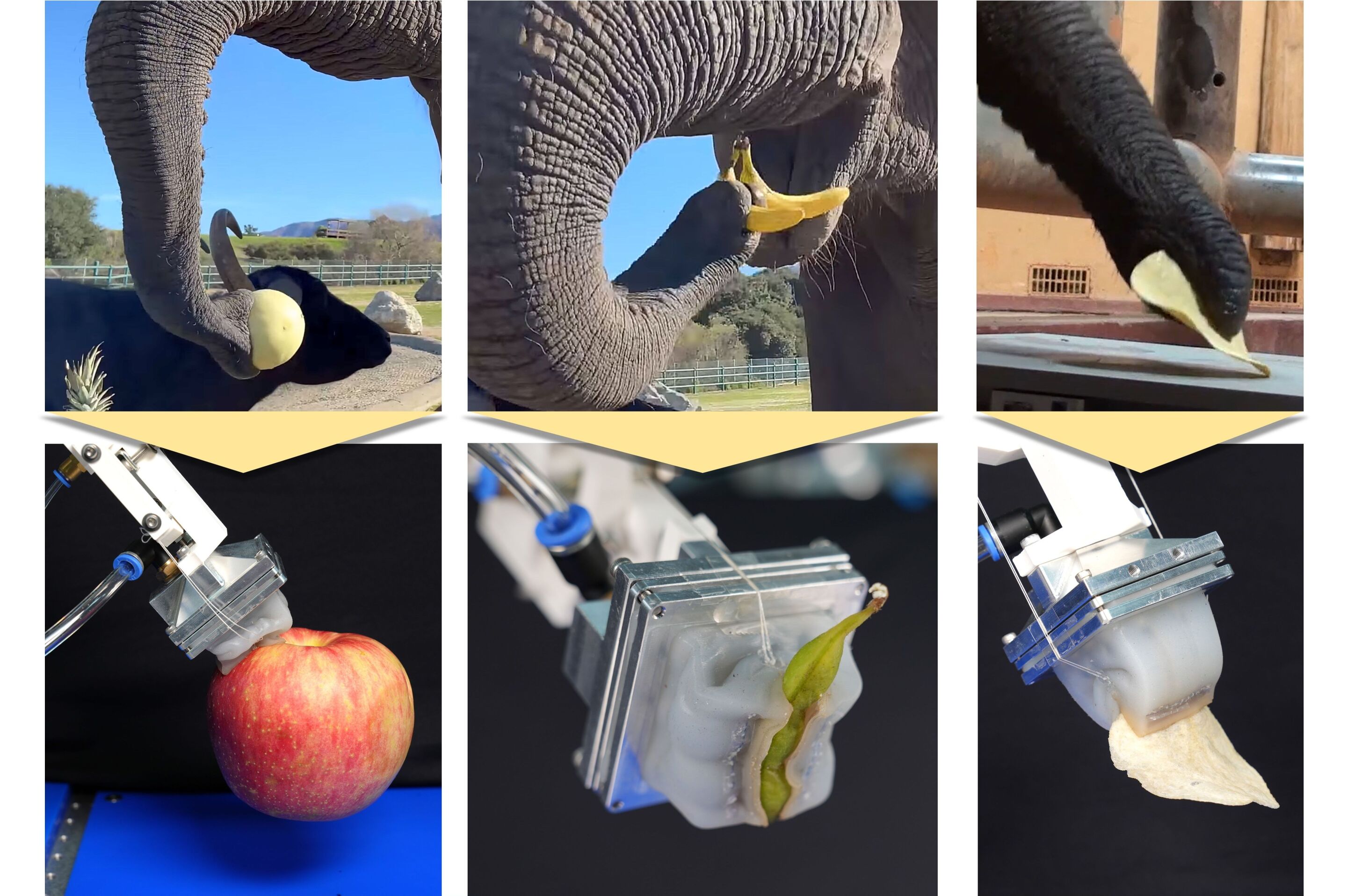 Trunk Inspired Robot Gripper Can Pinch And Grab Objects Small And Large