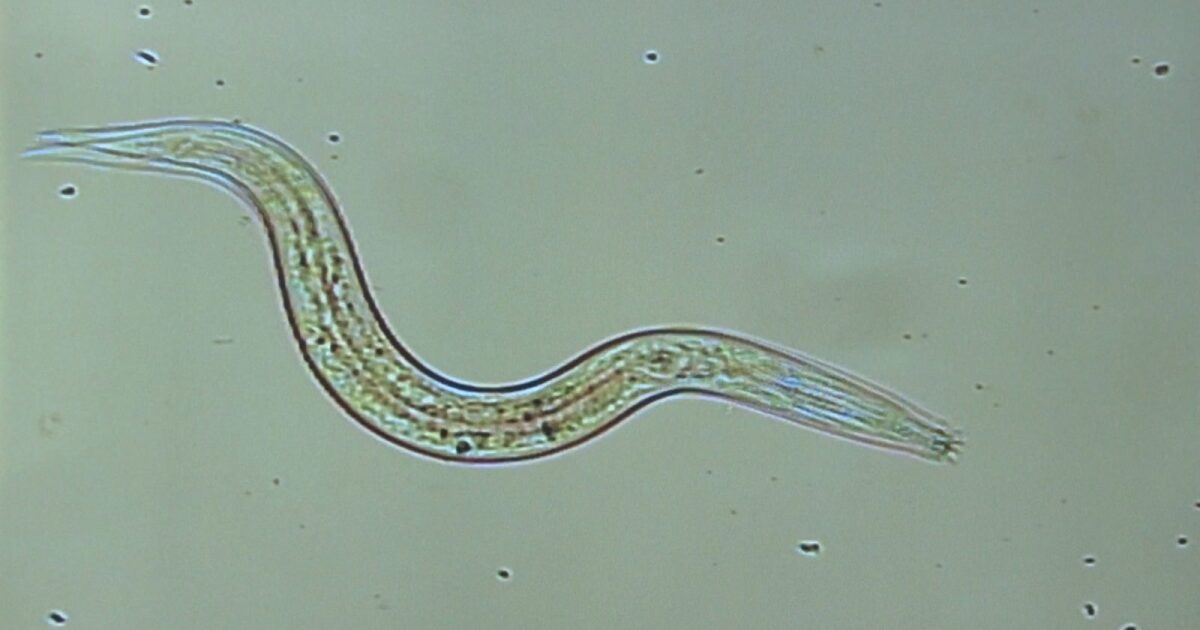 40,000-year old worms revived from Siberian permafrost