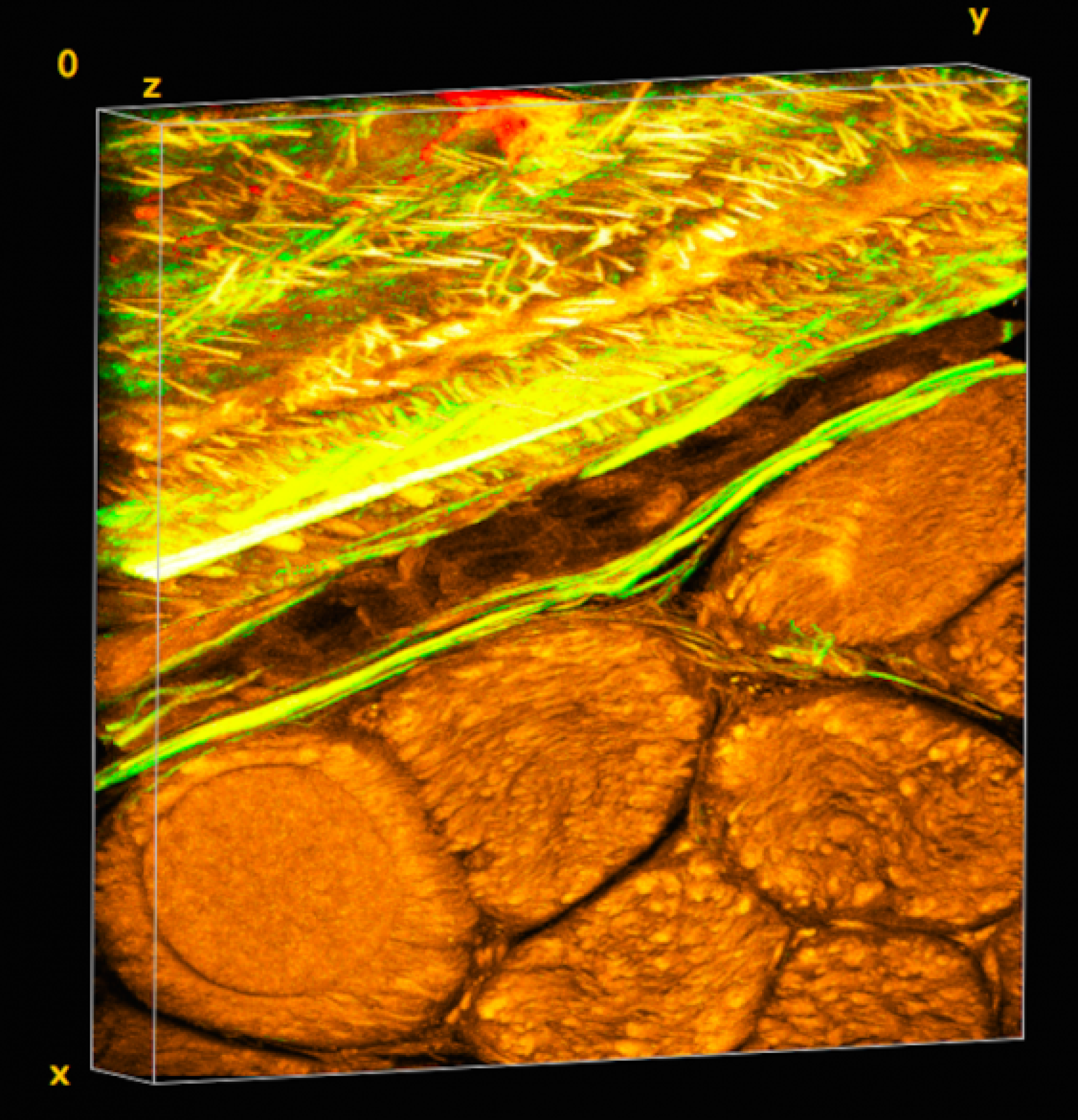 Bone Membrane Inspires Fabric With Smart Stress strain Properties bone-membrane-inspires-fabric-with-smart-stress-strain-properties