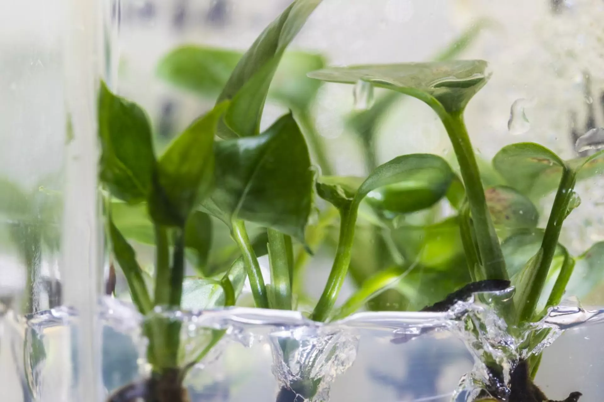 Modified ivy uses synthetic rabbit gene to clean the air