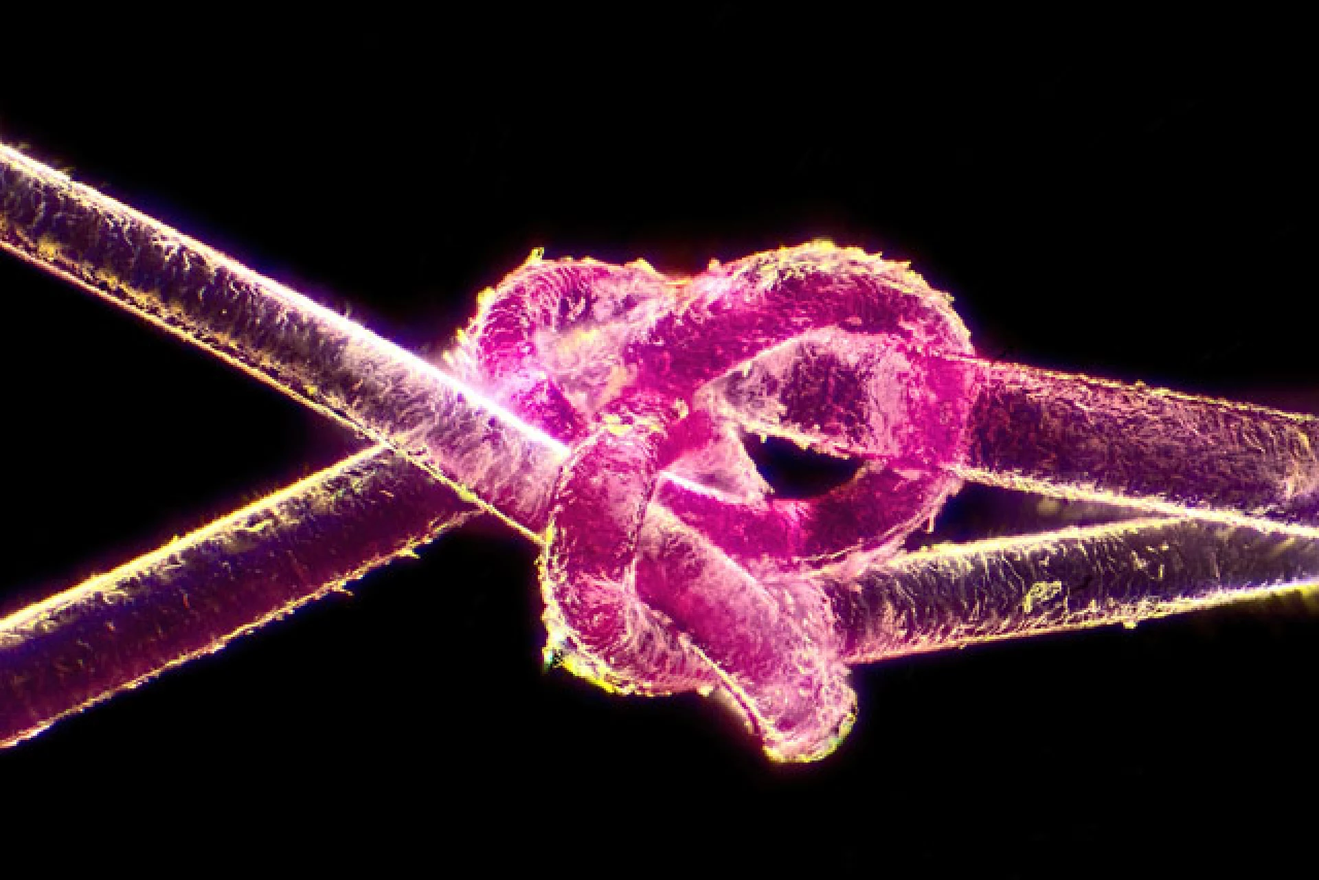 Nikon's Photomicrography contest puts spectacular science under the ...