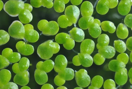 Engineered duckweed could be a more sustainable source of biofuel