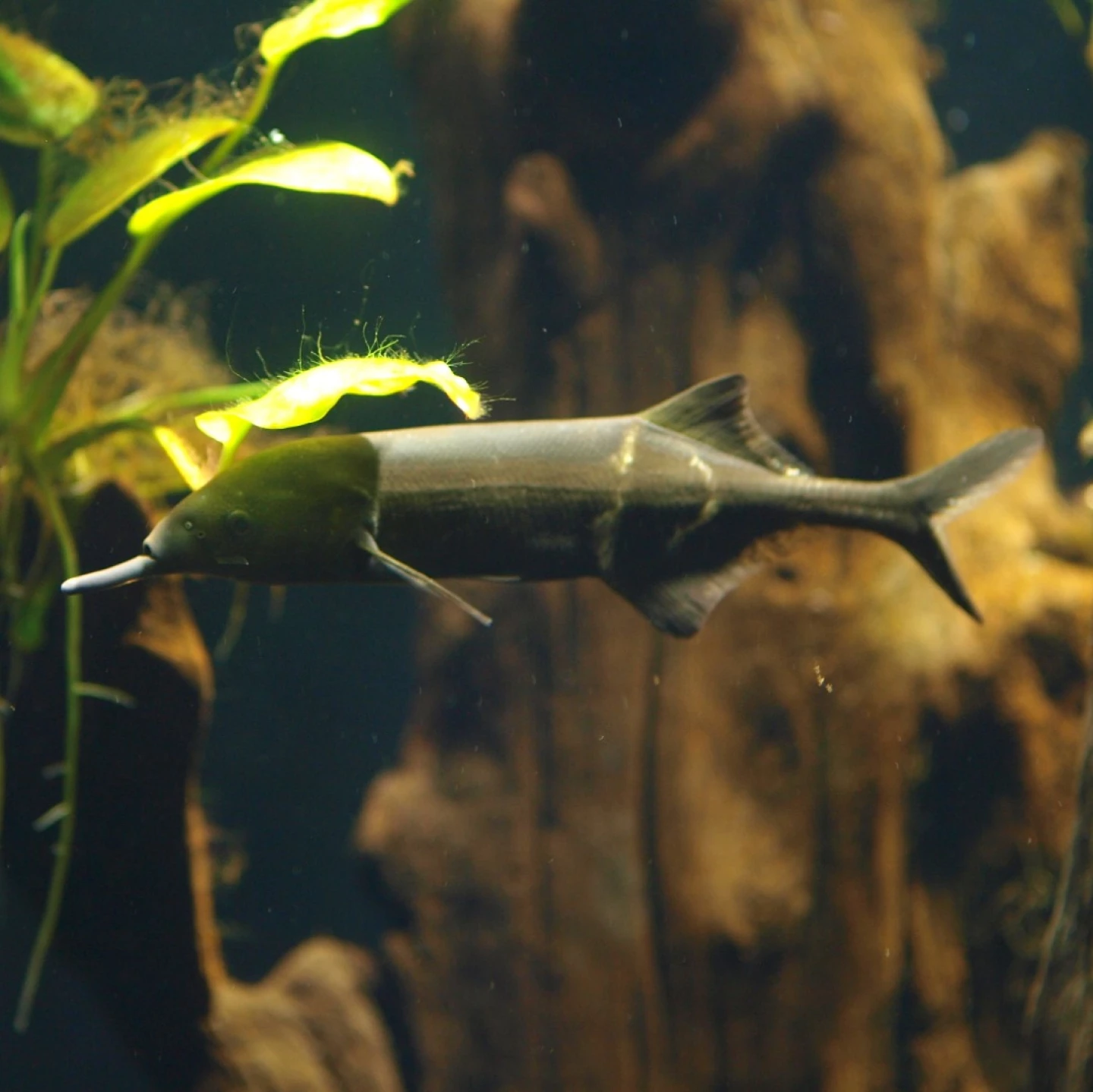 Electric fish inspires murky-water camera