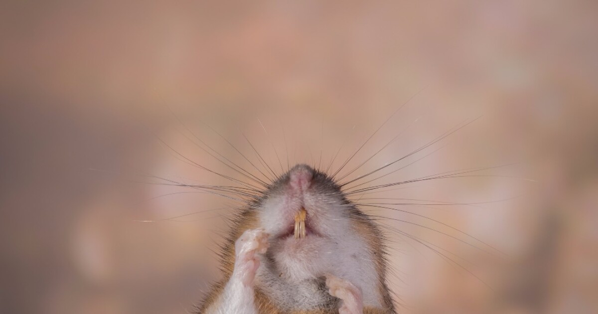 do mice teeth keep growing