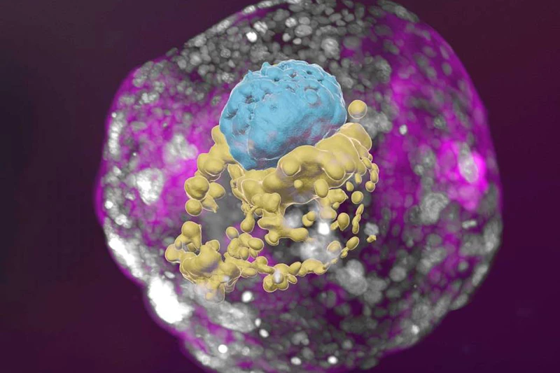 Human embryo models could unlock the “black box” of early development