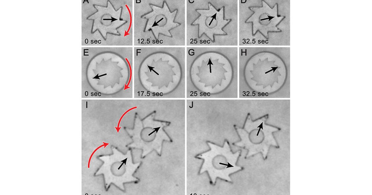 Hybrid biological machines powered by bacteria