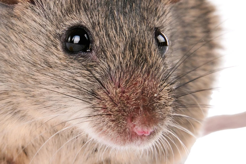 Nanoparticle eye drops give mice night vision