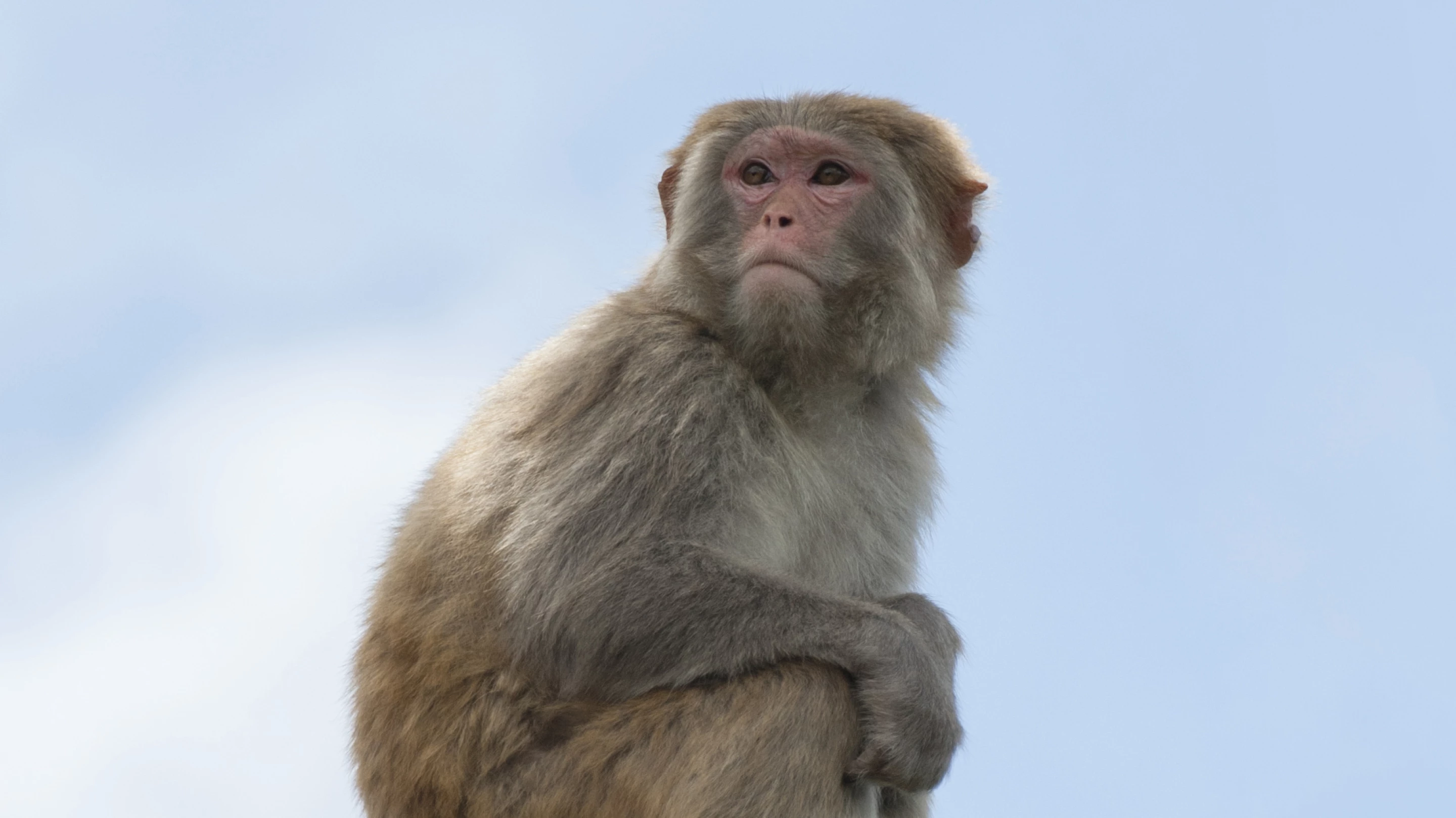 Monkeys' brains controlled using light