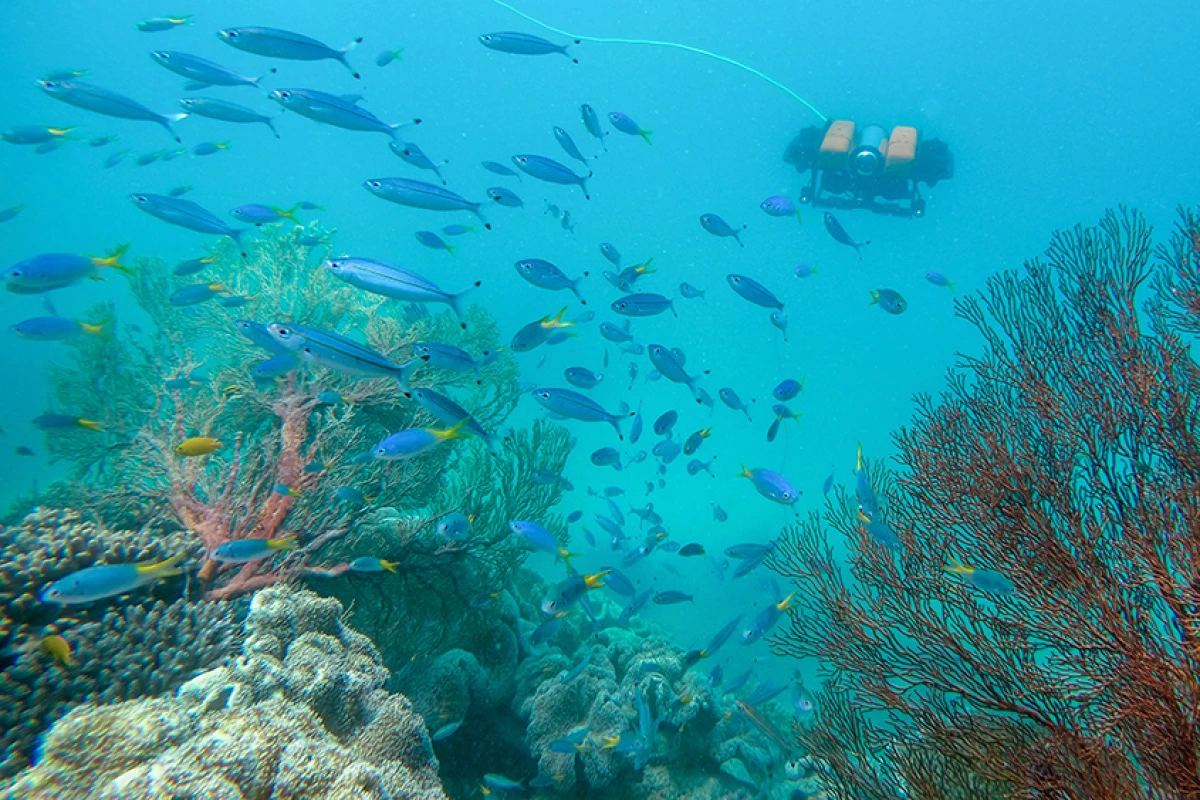 Online portal puts users at the controls of a real reef-diving ROV