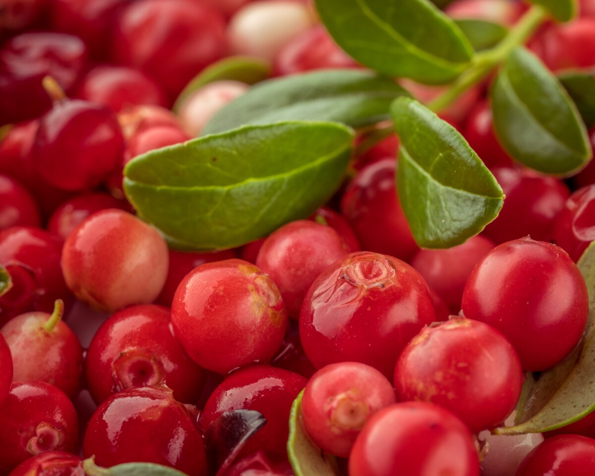 Drinking lingonberry juice may help lower high blood pressure
