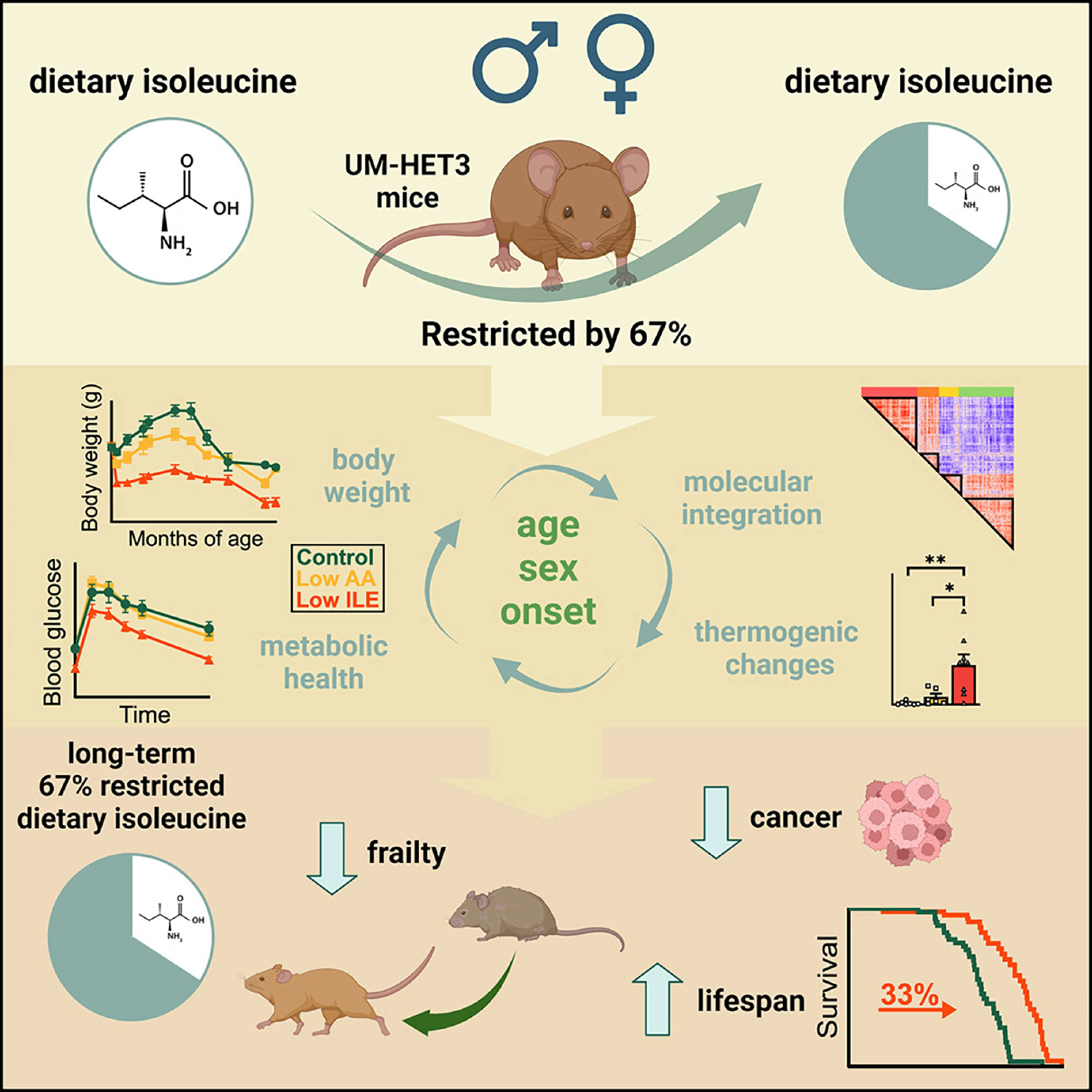 Reducing intake of one amino acid improves longevity & health in mice