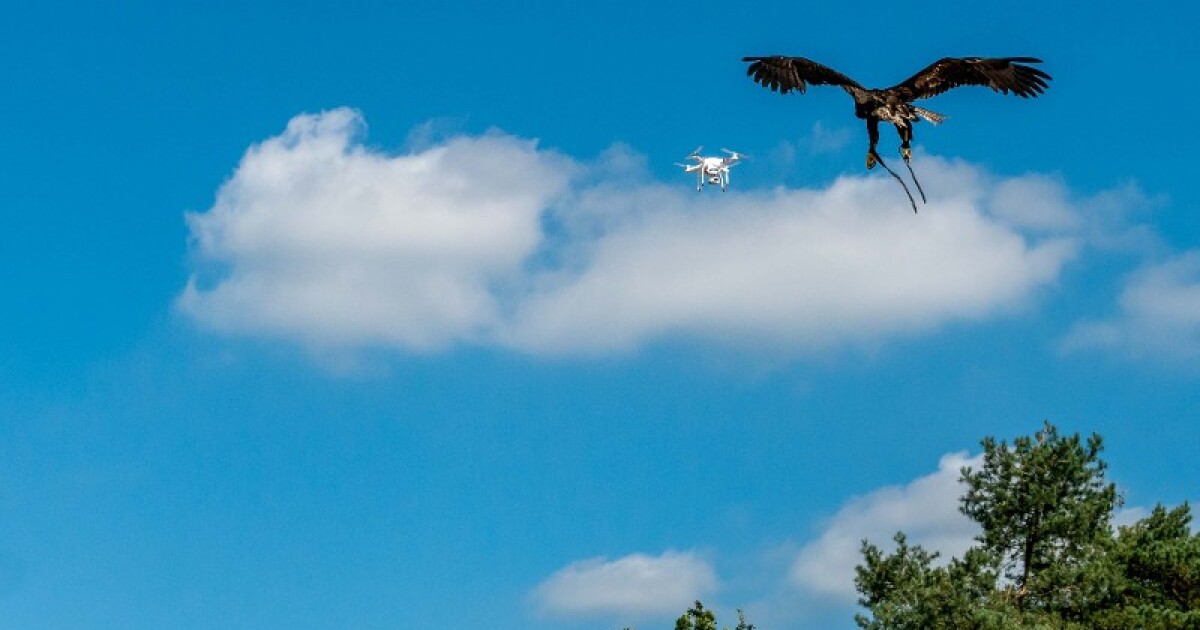eagle attacks drone