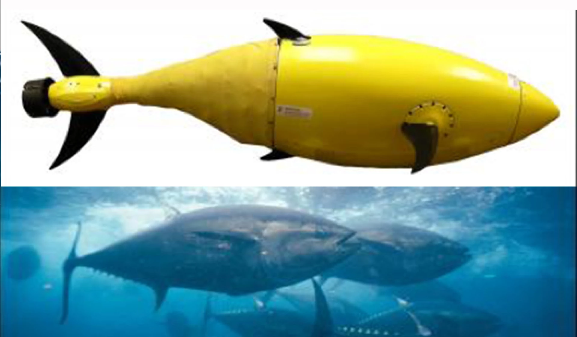 BIOSwimmer robot mimics the humble tuna fish