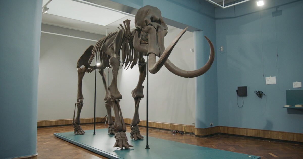 New 3D-printed museum piece is mammoth in scale