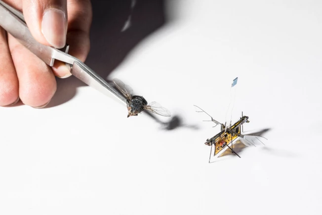 RoboFly is first flying-insect micro-robot to go tetherless