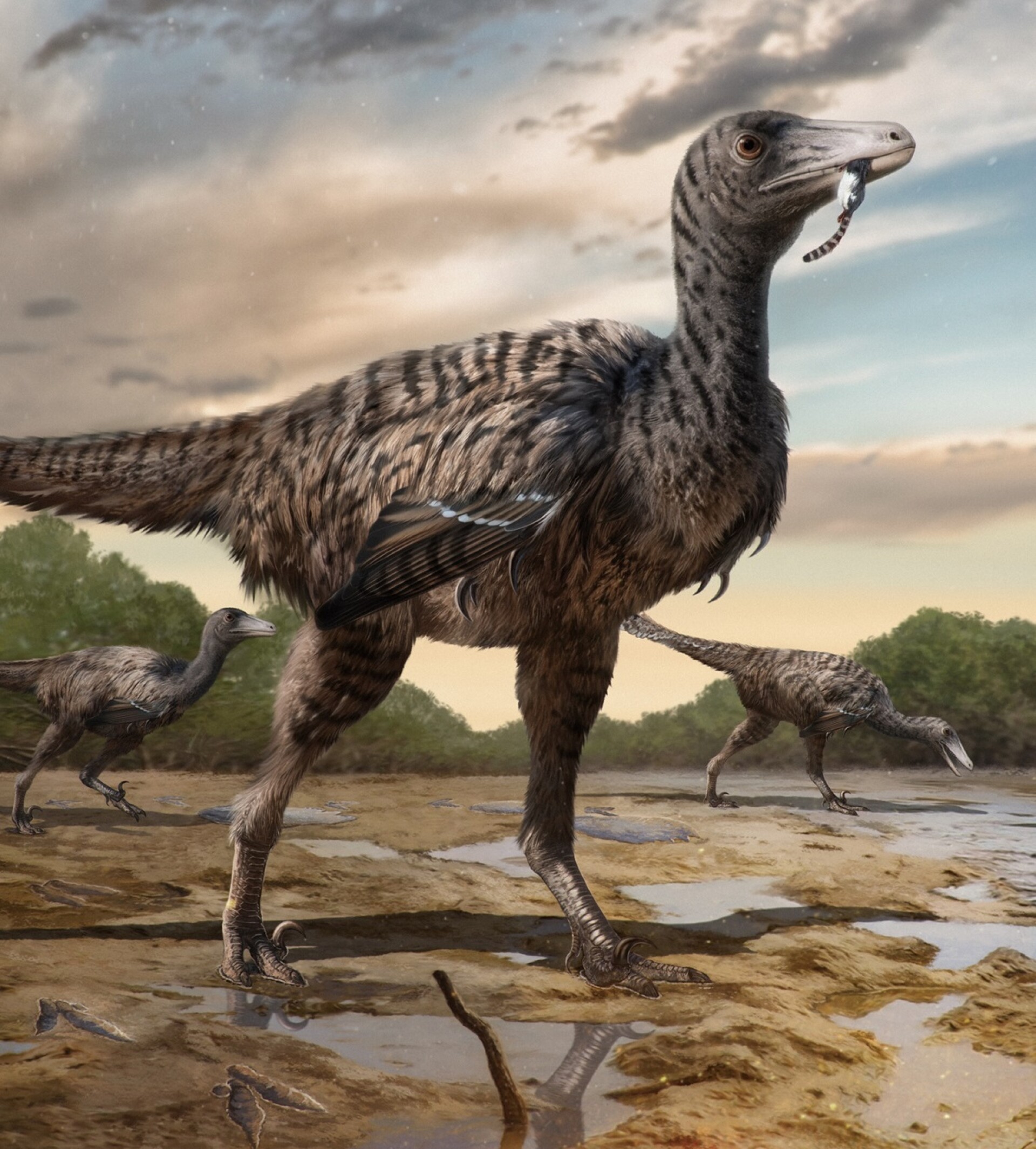Giant raptor dinosaur had legs taller than you