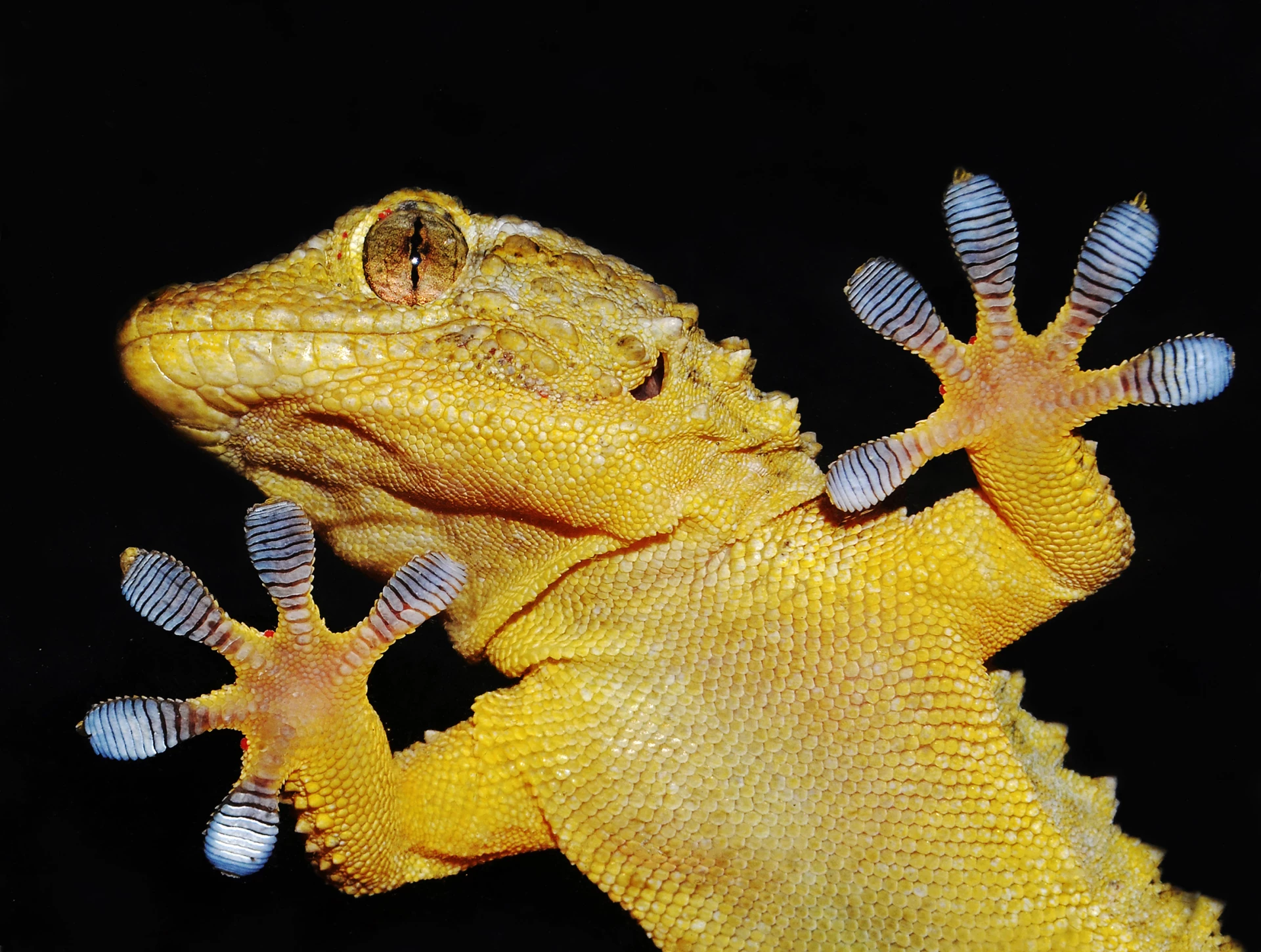 New-and-improved gecko-inspired adhesive sticks to more surfaces