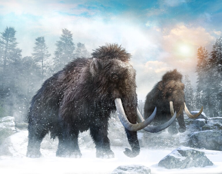 Freeze-dried mammoth reveals most complete ancient genome in 3D
