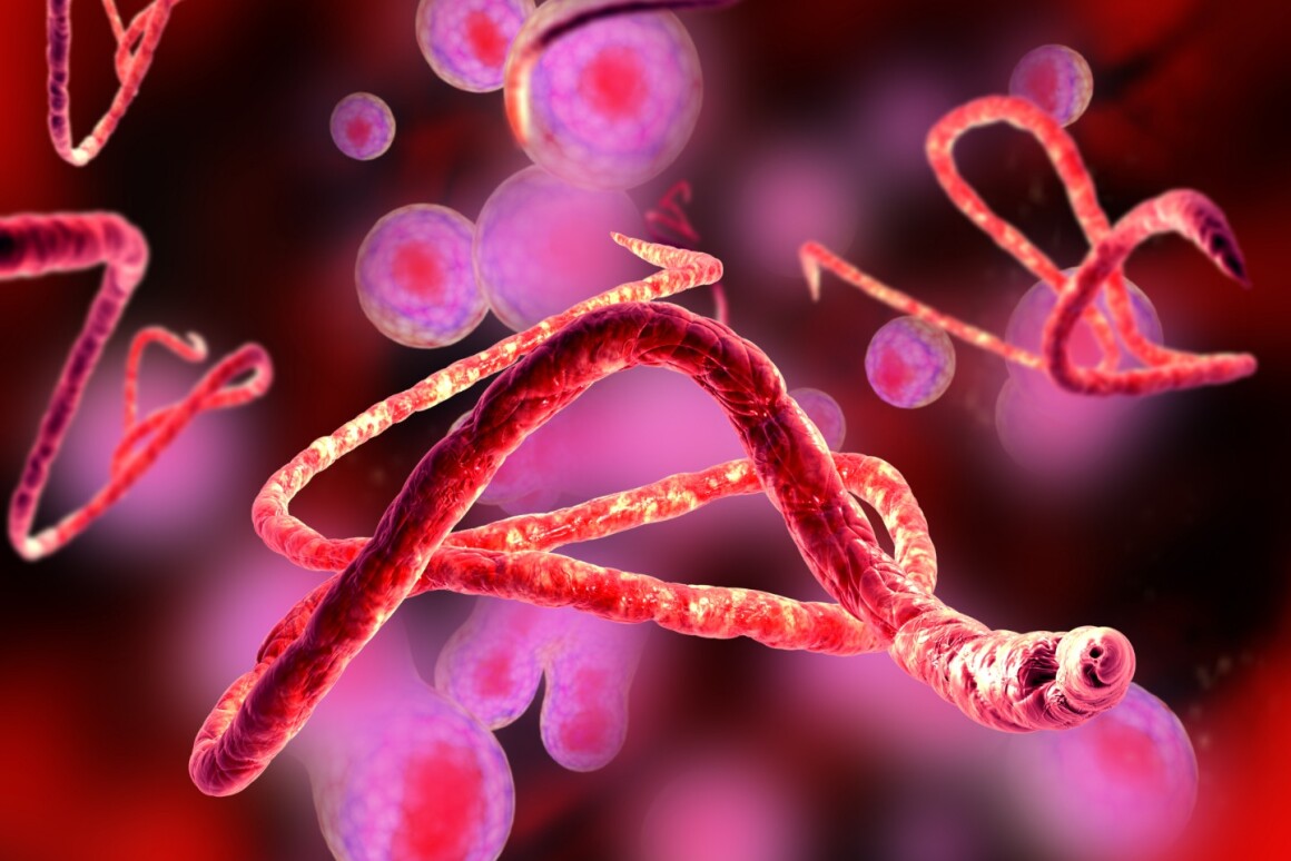 Single-dose drug protects against all forms of Ebola