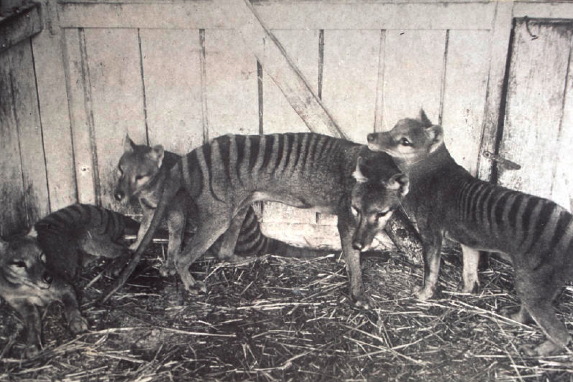 Genome sequence expands on the story of the extinct Tasmanian tiger