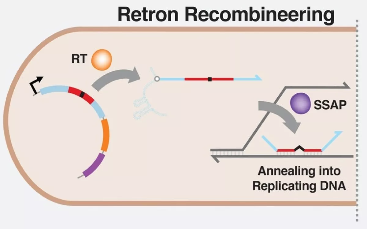 Harvard gene-editing tool "sneaks" DNA into cells without making cuts