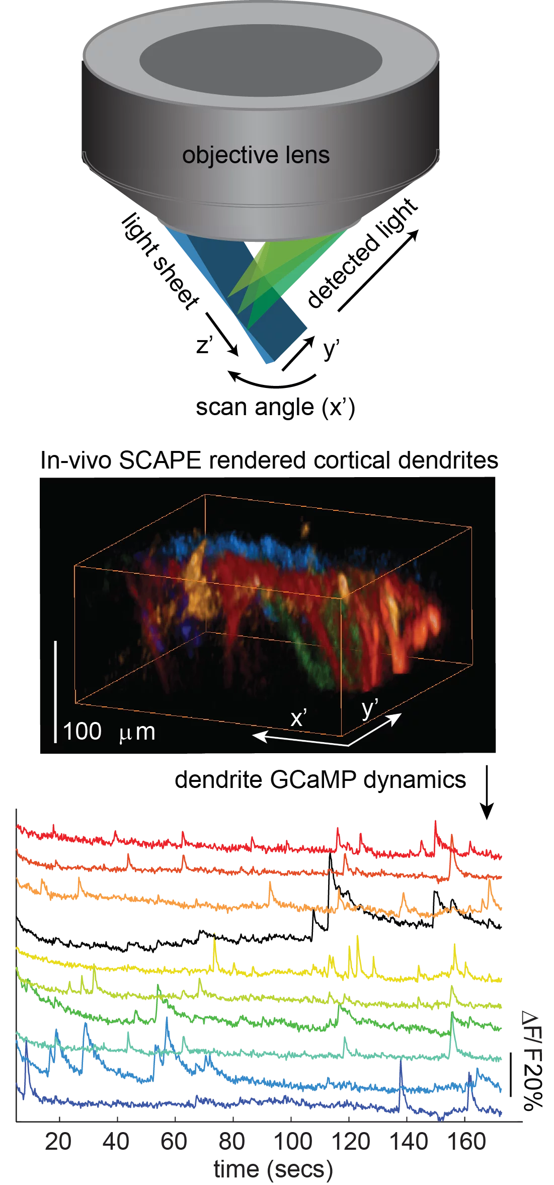 "SCAPE" microscope offers faster and simpler imaging of freely moving ...