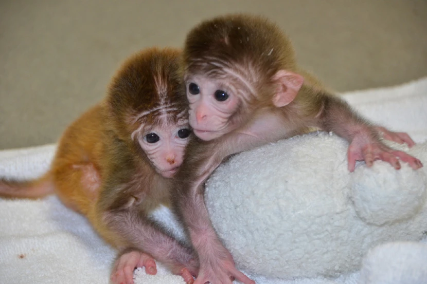World's first chimeric monkeys developed from stem cells are born in Oregon