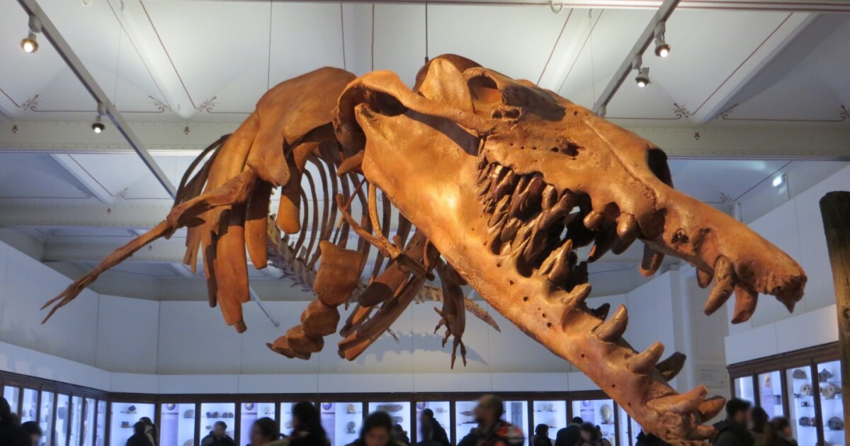 basilosaurus max size