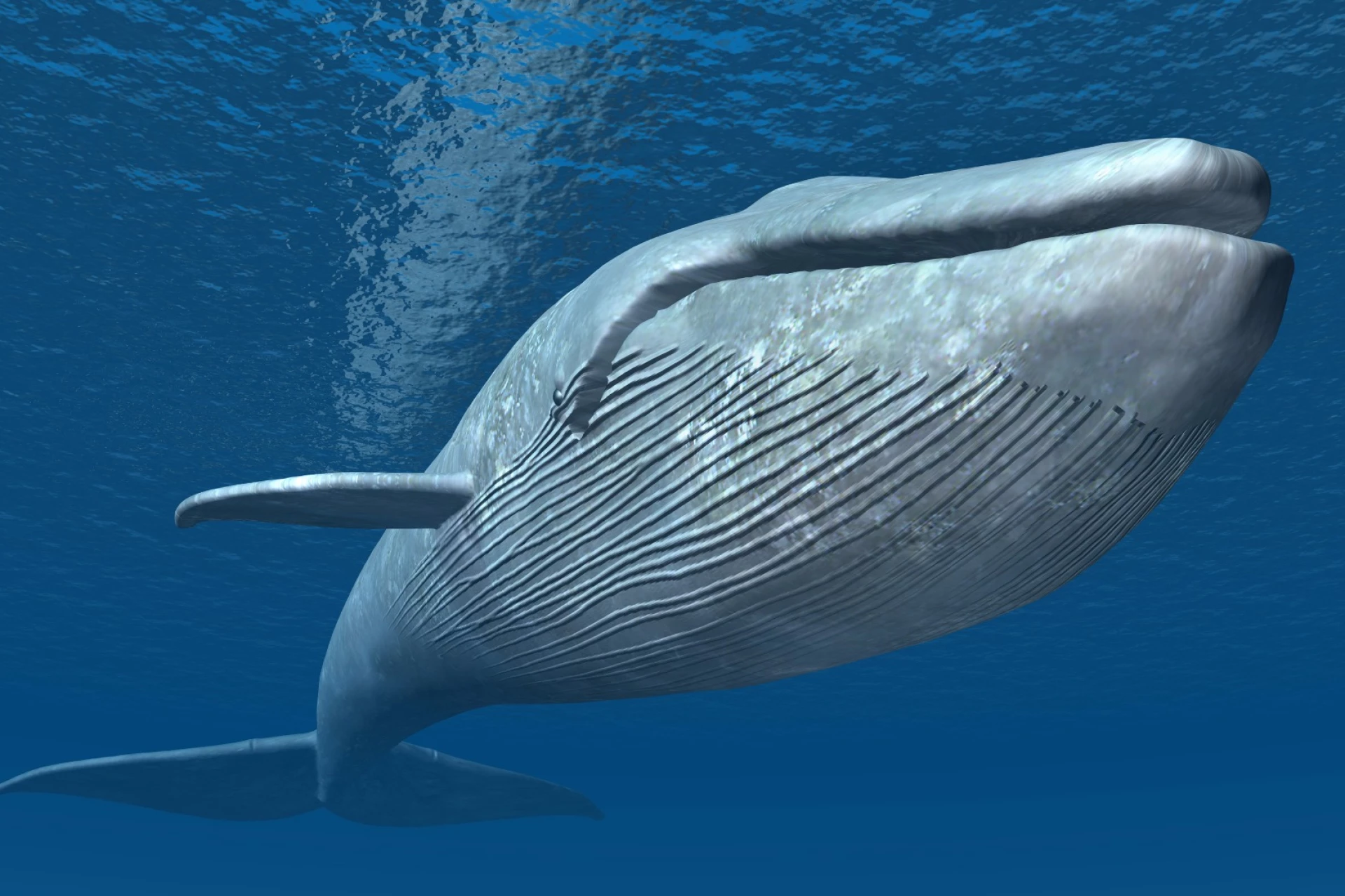 Newly discovered "oral plug" keeps whales from drowning as they dine