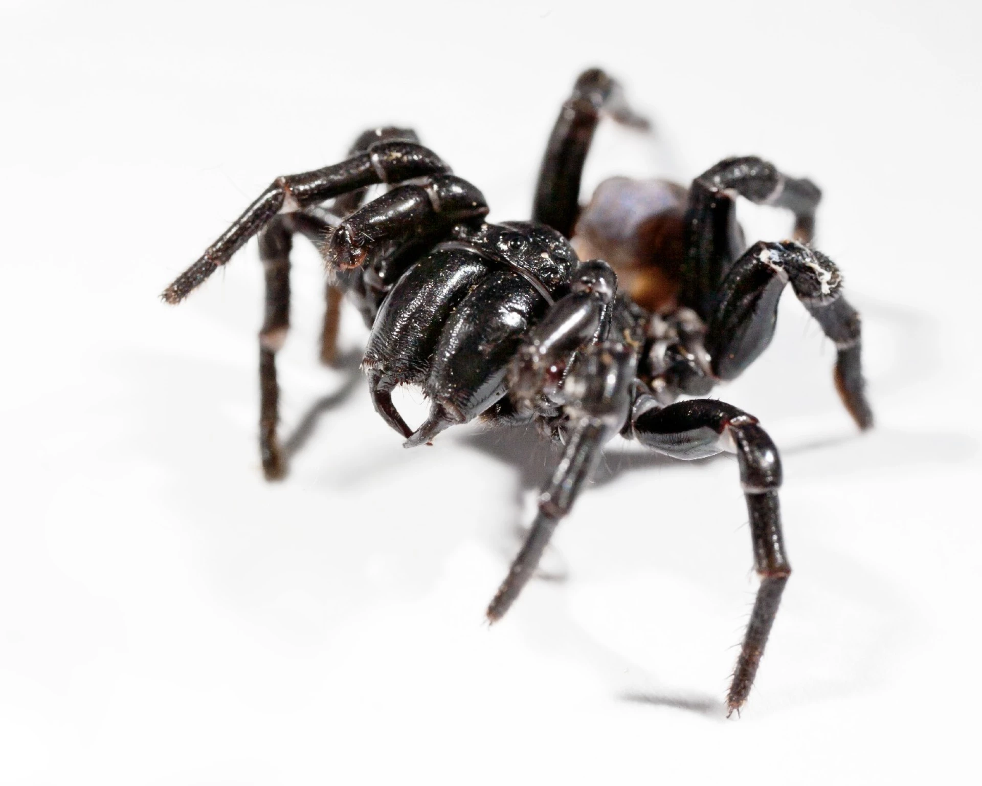 Spider venom found to reduce stroke-induced brain damage