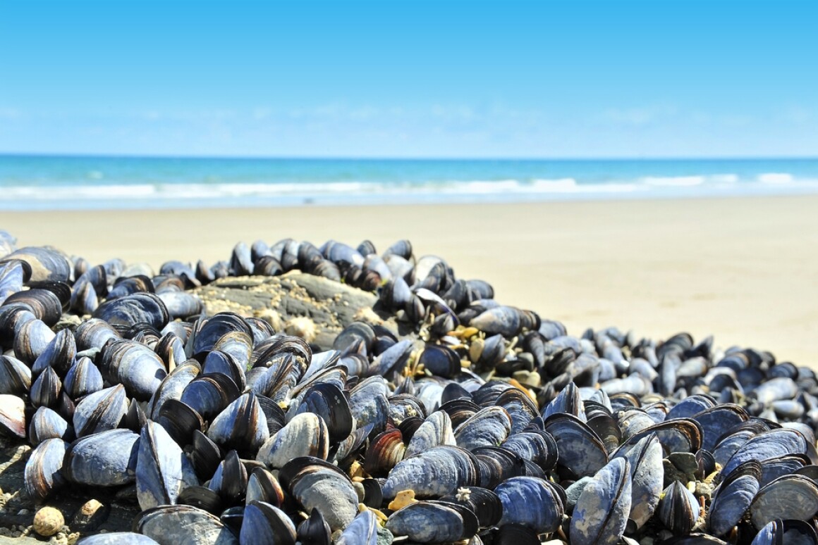 Gel inspired by mussels might act as filling putty for blood vessels