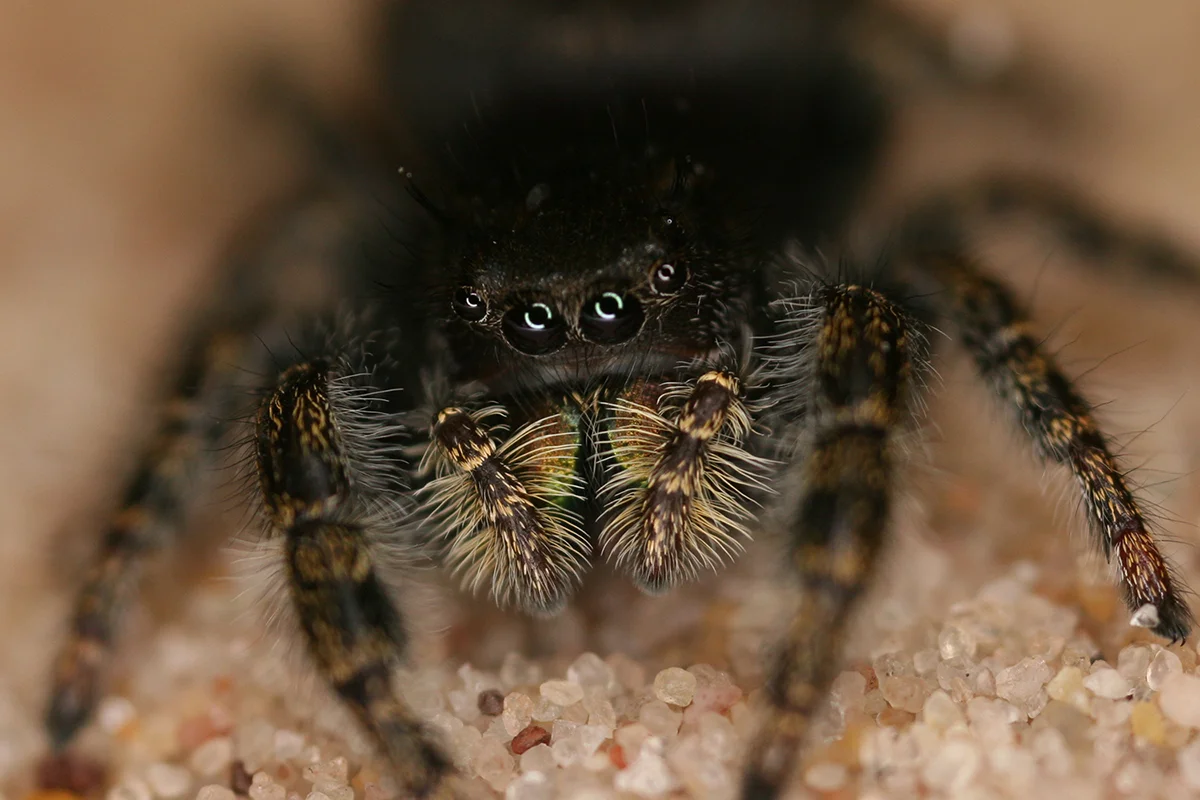 Spiders have been listening in on us this whole time