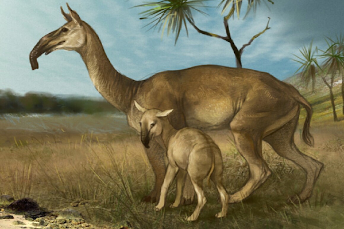 Darwin's dilemma: Bizarre ancient animal identified through DNA