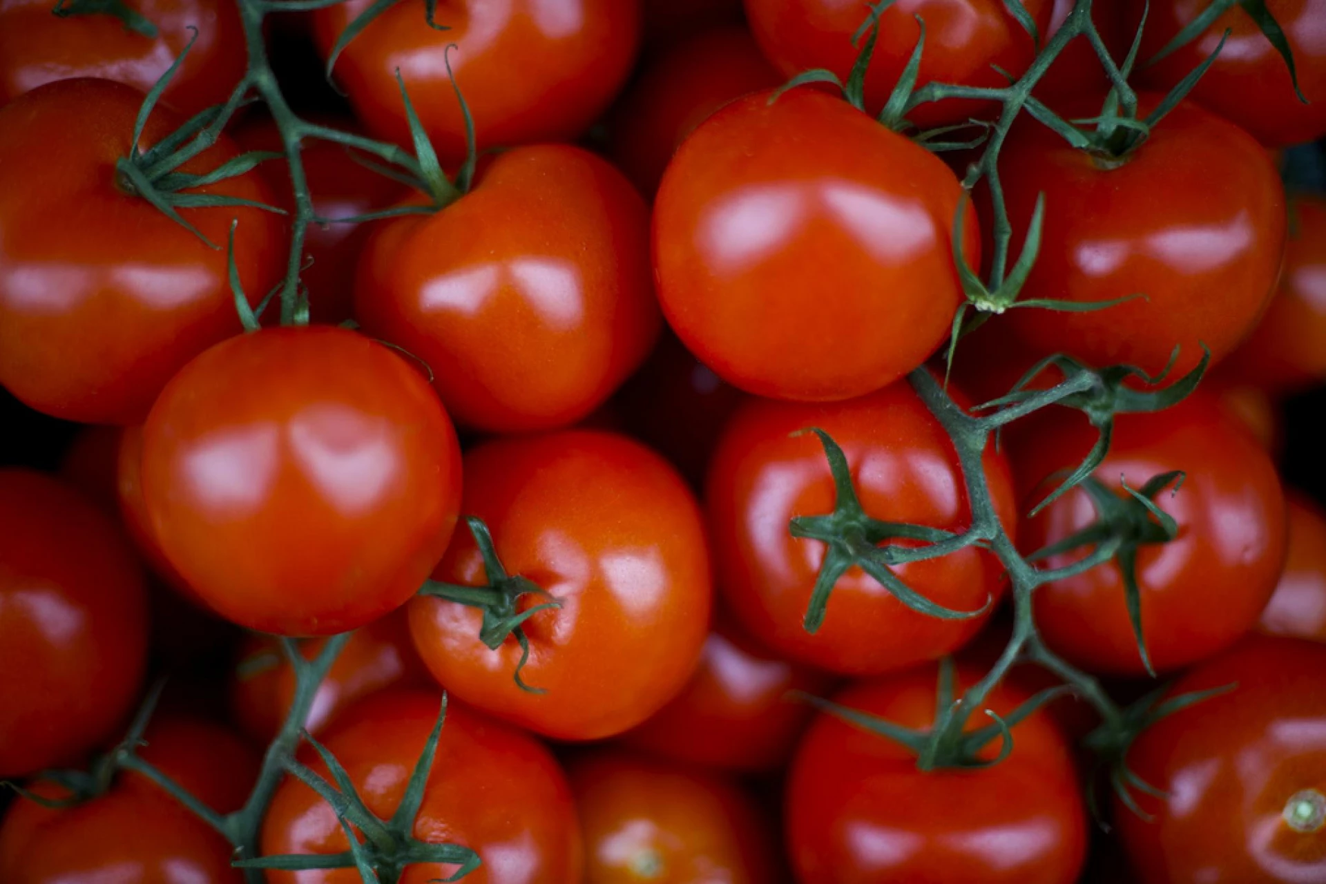 Domestic tomato genome sequenced in full
