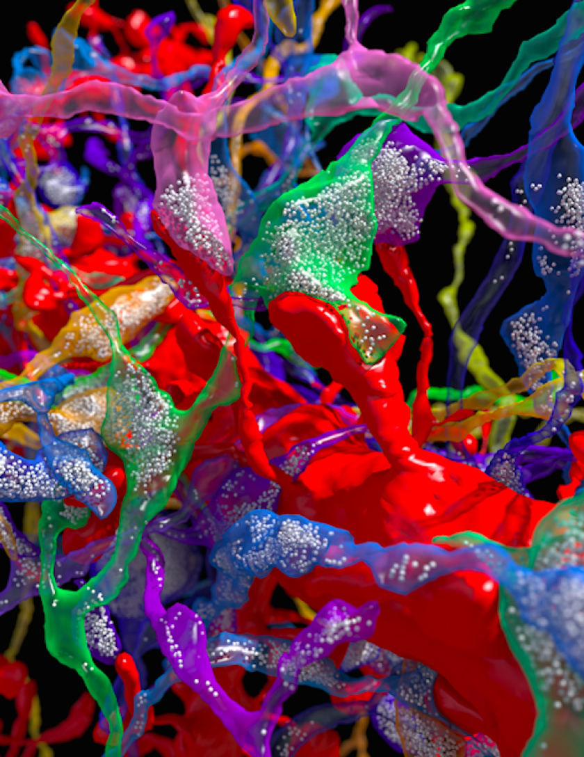 Can we build a complete wiring diagram of the human brain?