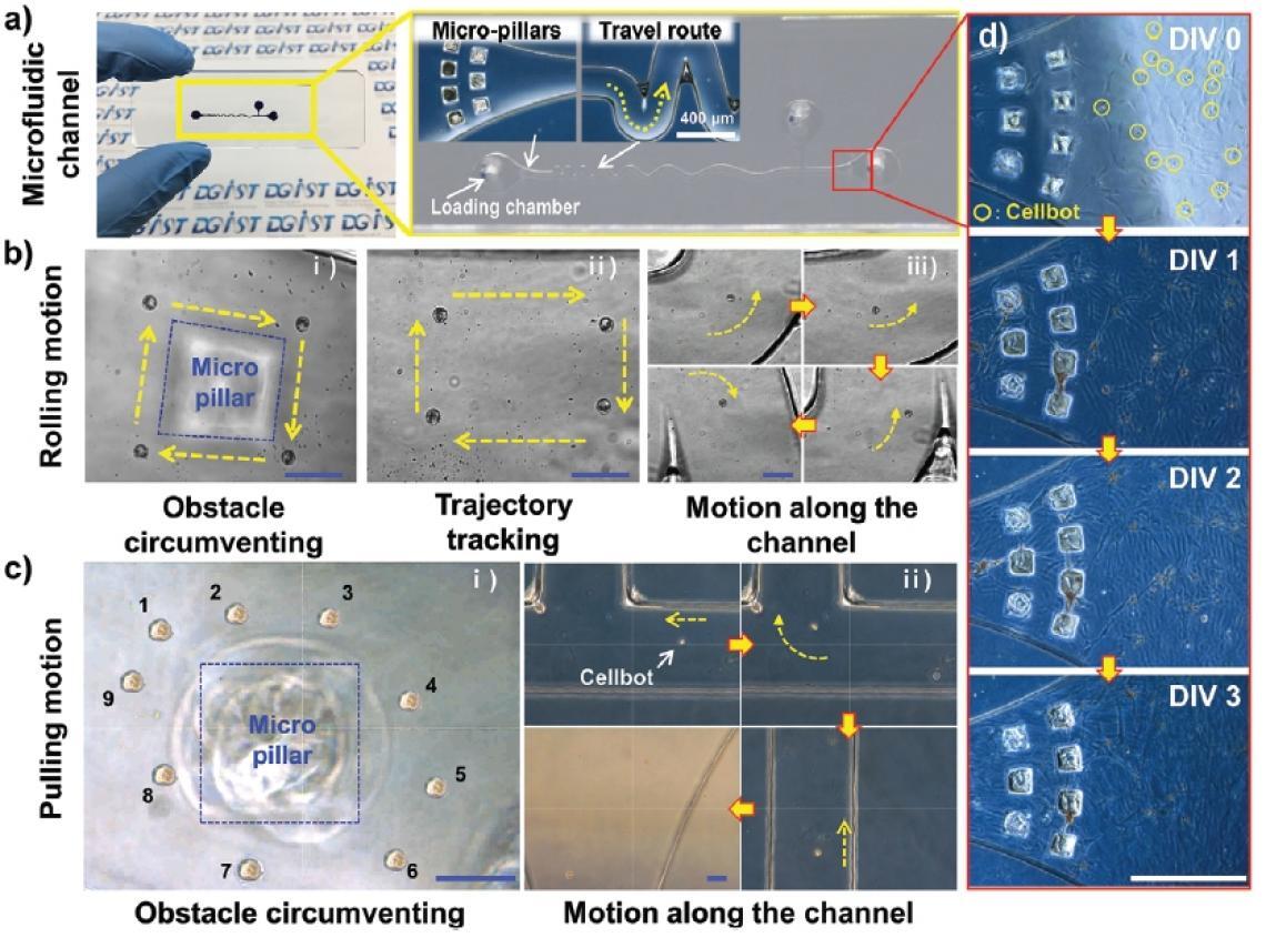Stem cell microbots travel from nose to brain to treat disease