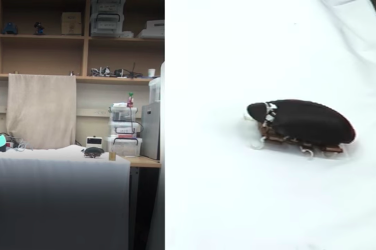 Jumping cockroach robot leaps tall obstacles in a single bound