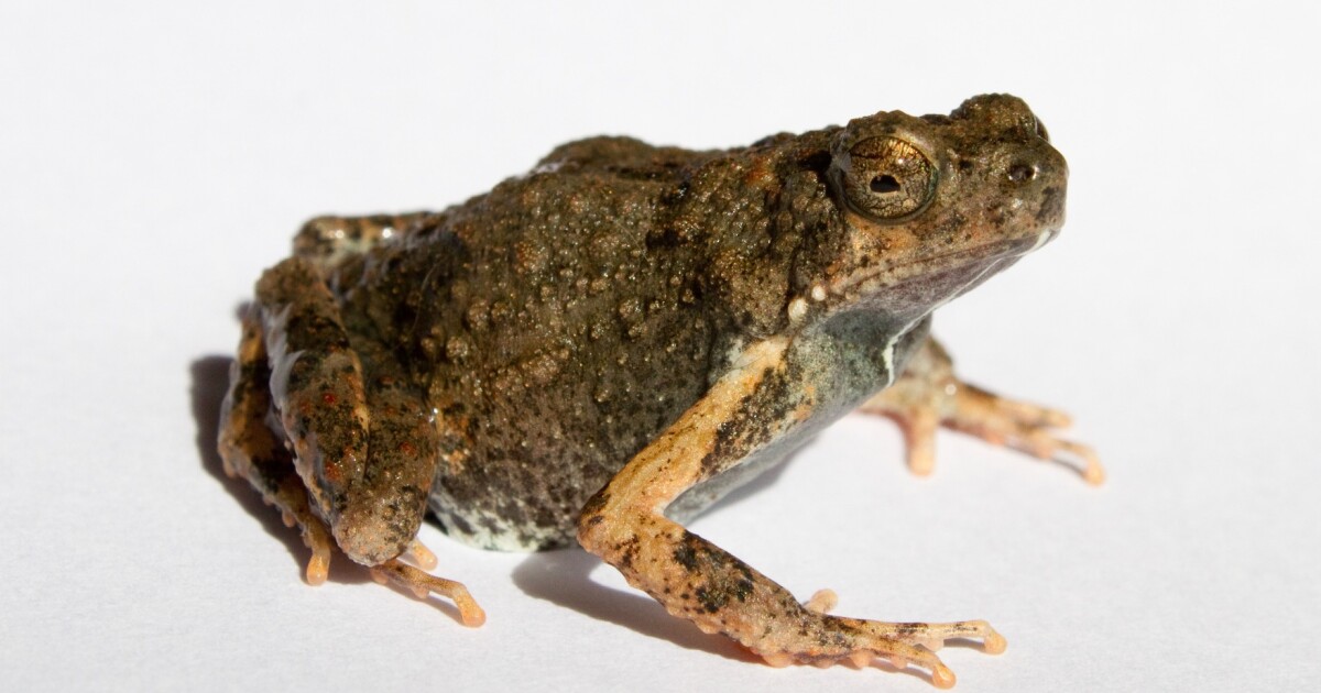 Wounds may be treated using ... frog foam?