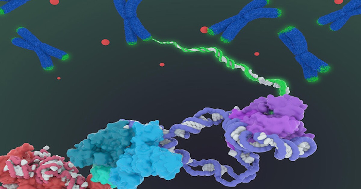 Scientists map out enzyme that could help fight aging and cancer