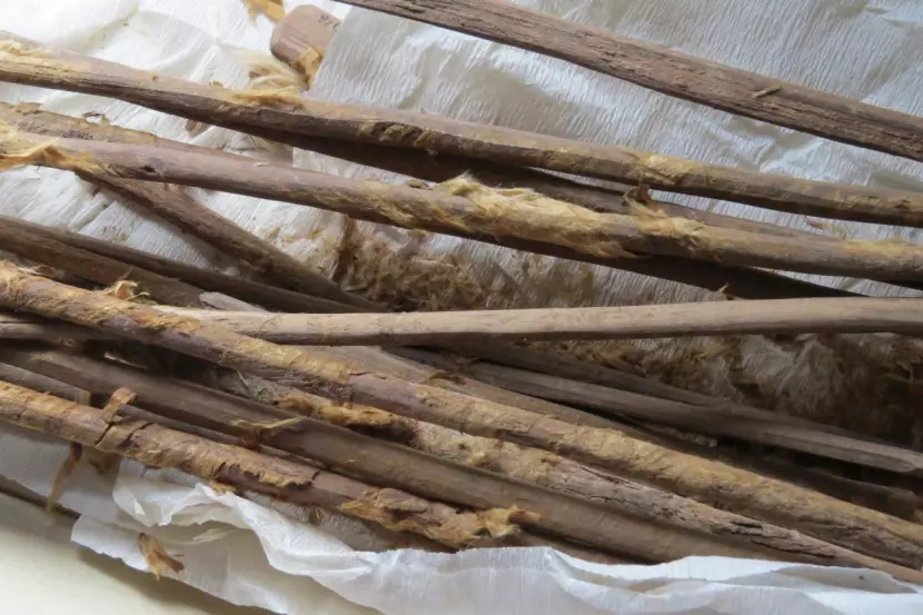 Ancient Silk Road hygiene sticks lead to a "fluke" discovery