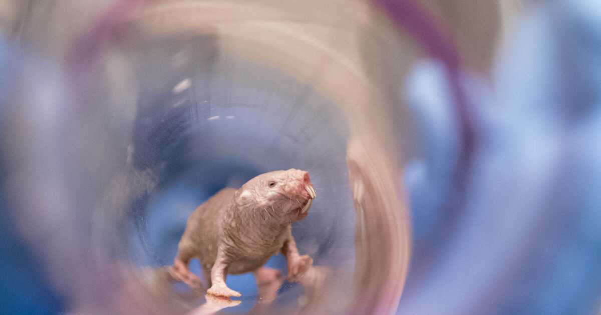 Hope For Humans In Naked Mole Rats Age Defying Fertility