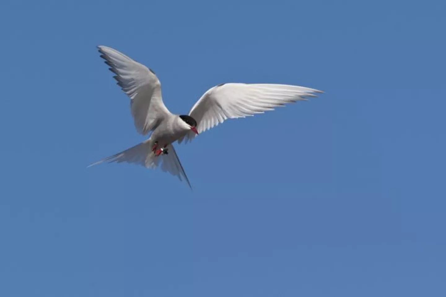 The remarkable migratory patterns of the Arctic Tern