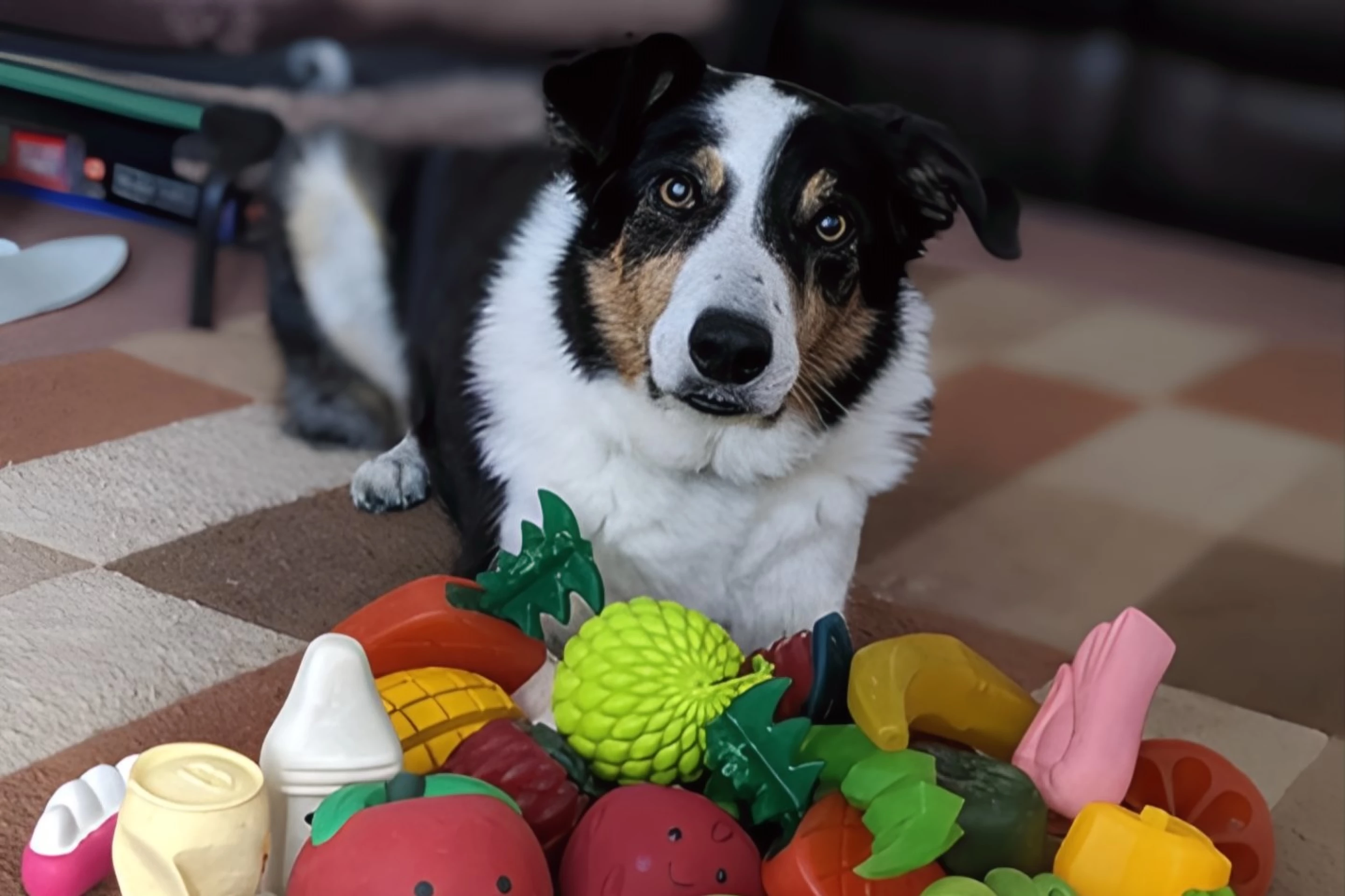 Dogs learn new words by listening to human conversations