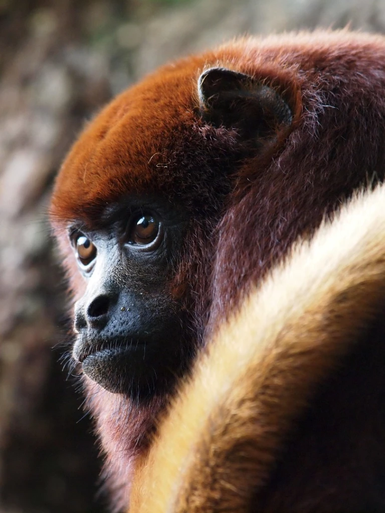 Monkeys in captivity start to resemble humans – in their guts