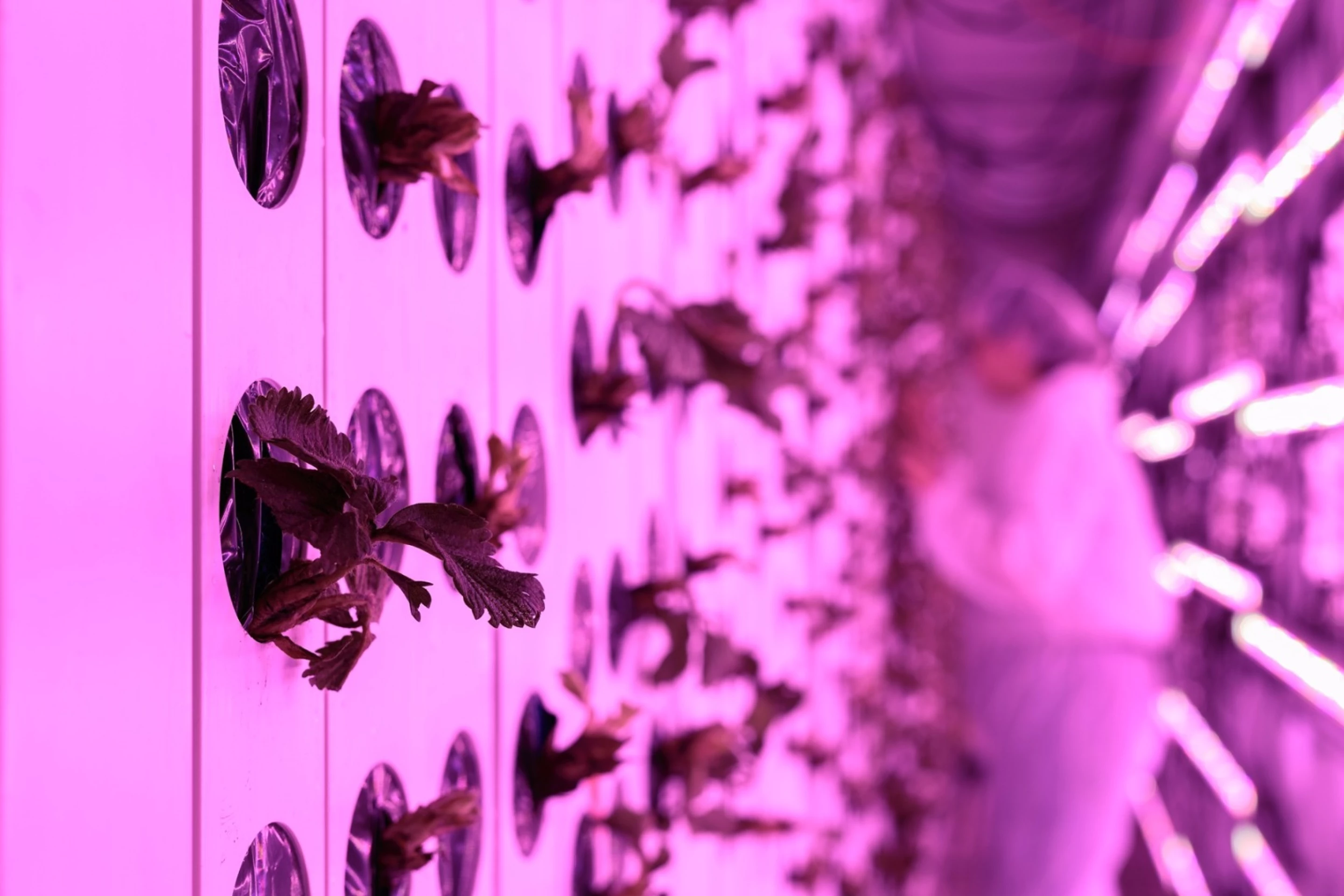 Container farms add local flavor to fresh fruit production